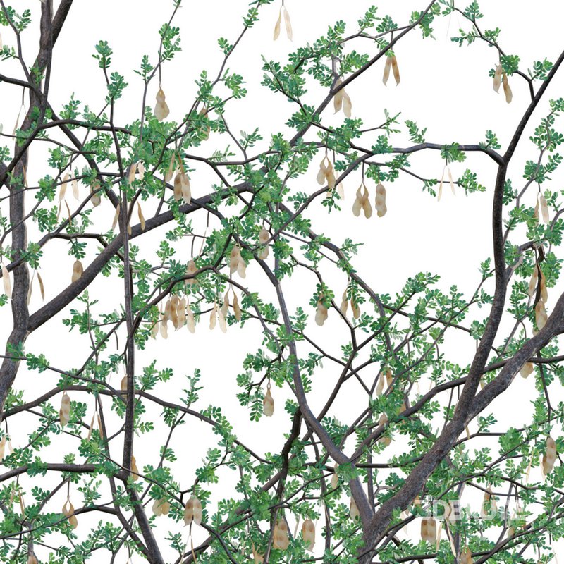 Senegalia mellifera - Acacia mellifera 3d model 3dbrute