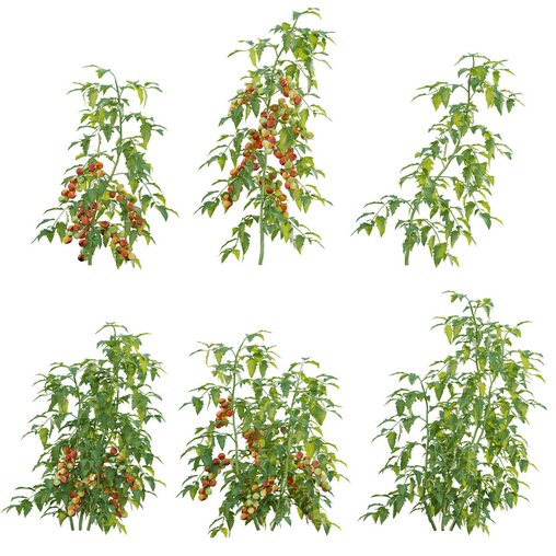 Solanum lycopersicum - Tomato tree 3d model Buy Download 3dbrute