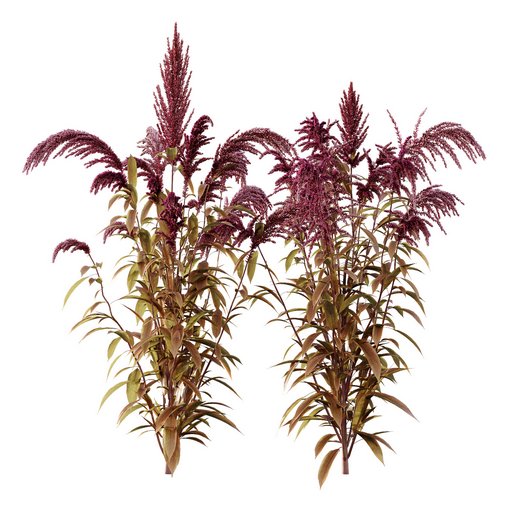 Set of Plant Princes Feather03 -Amaranthus hypochondriacus 3d model 3dbrute