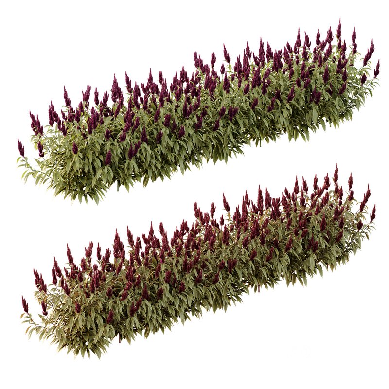 Set of Plant Princes Feather06 -Amaranthus hypochondriacus 3d model 3dbrute