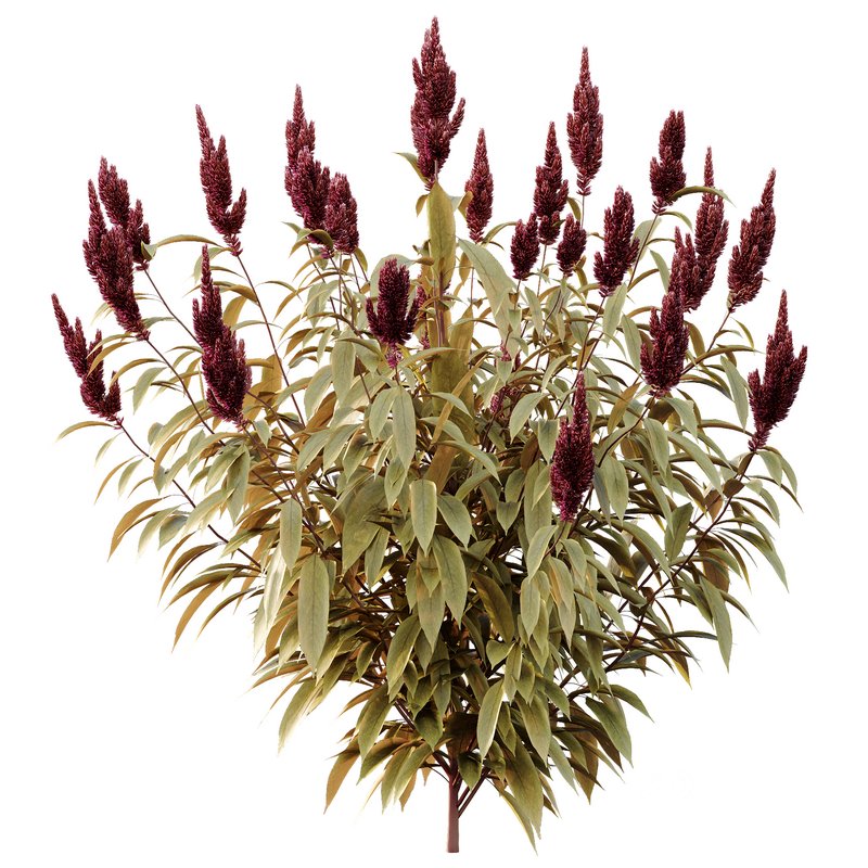 Set of Plant Princes Feather06 -Amaranthus hypochondriacus 3d model 3dbrute