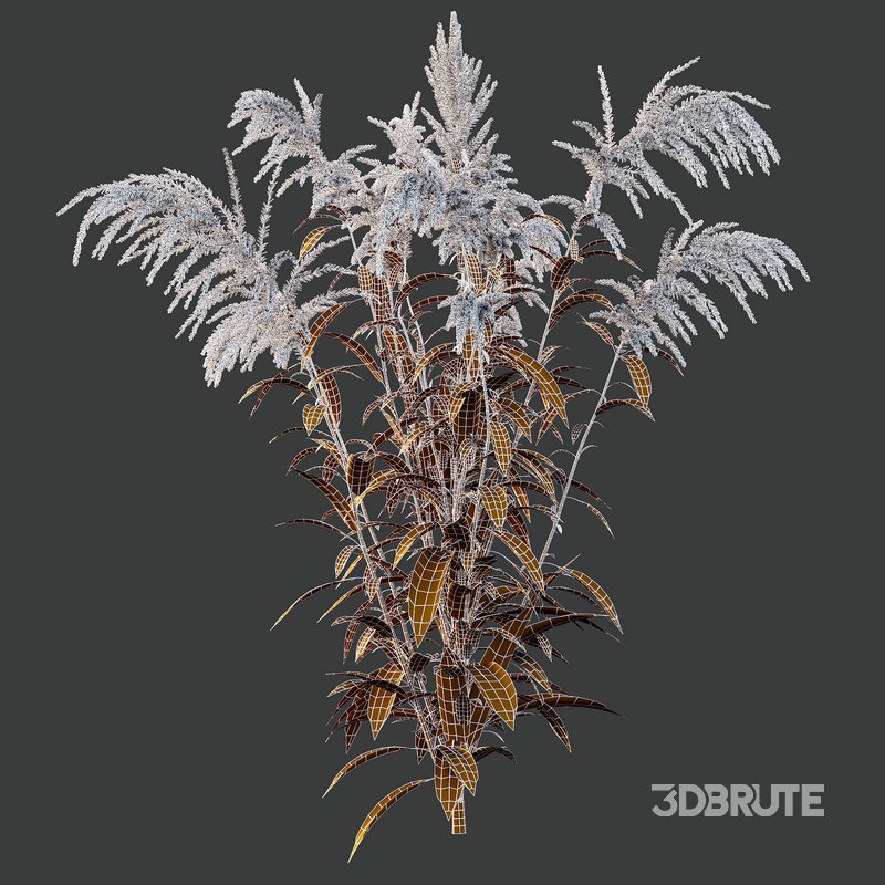 Set of Plant Princes Feather03 -Amaranthus hypochondriacus 3d model 3dbrute