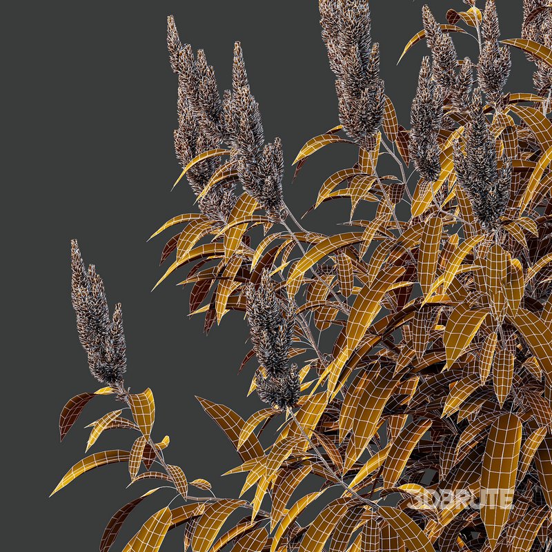 Set of Plant Princes Feather06 -Amaranthus hypochondriacus 3d model 3dbrute