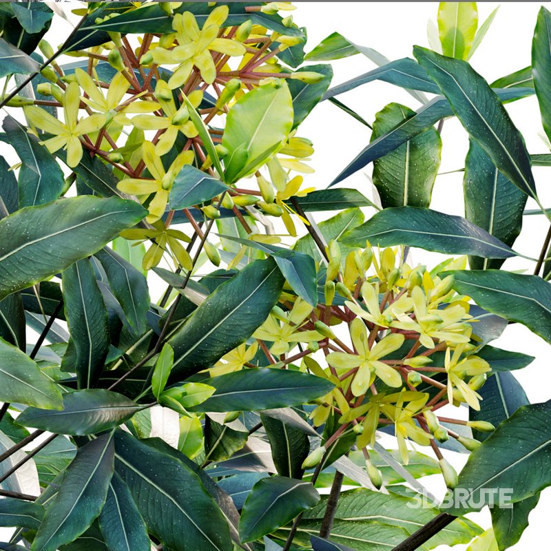 Lemonwood Tree - Pittosporum eugenioides 3d model 3dbrute