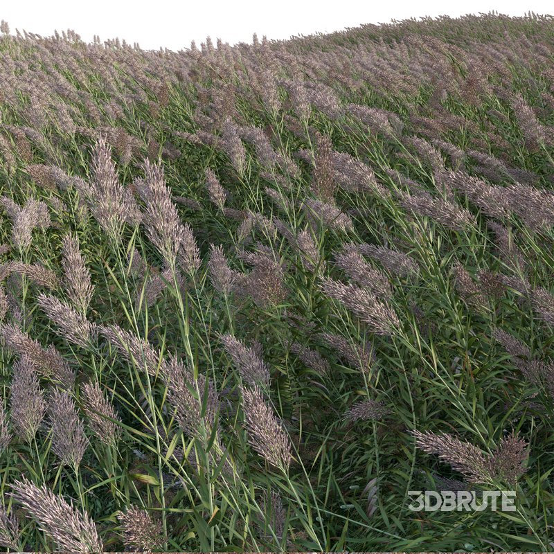 Arundo donax - Giant Reed - Spanish Reed 01 3d model 3dbrute