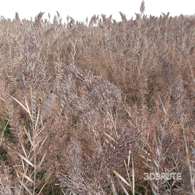 Arundo donax - Giant Reed - Spanish Reed 03 3d model 3dbrute