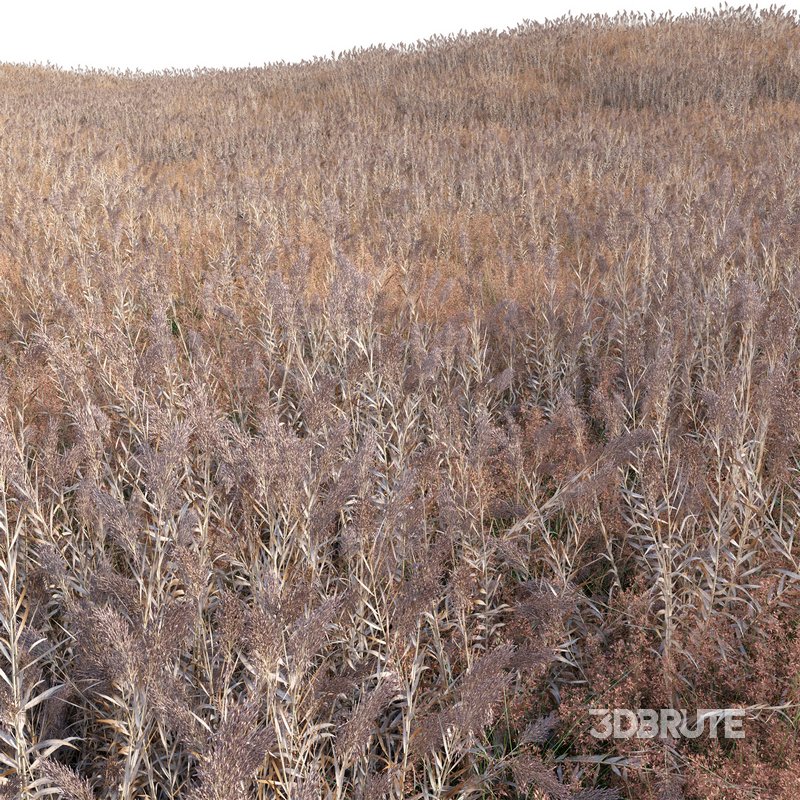 Arundo donax - Giant Reed - Spanish Reed 03 3d model 3dbrute