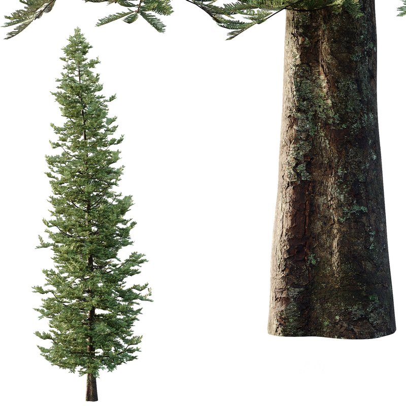 spruce tree13 3d model 3dbrute