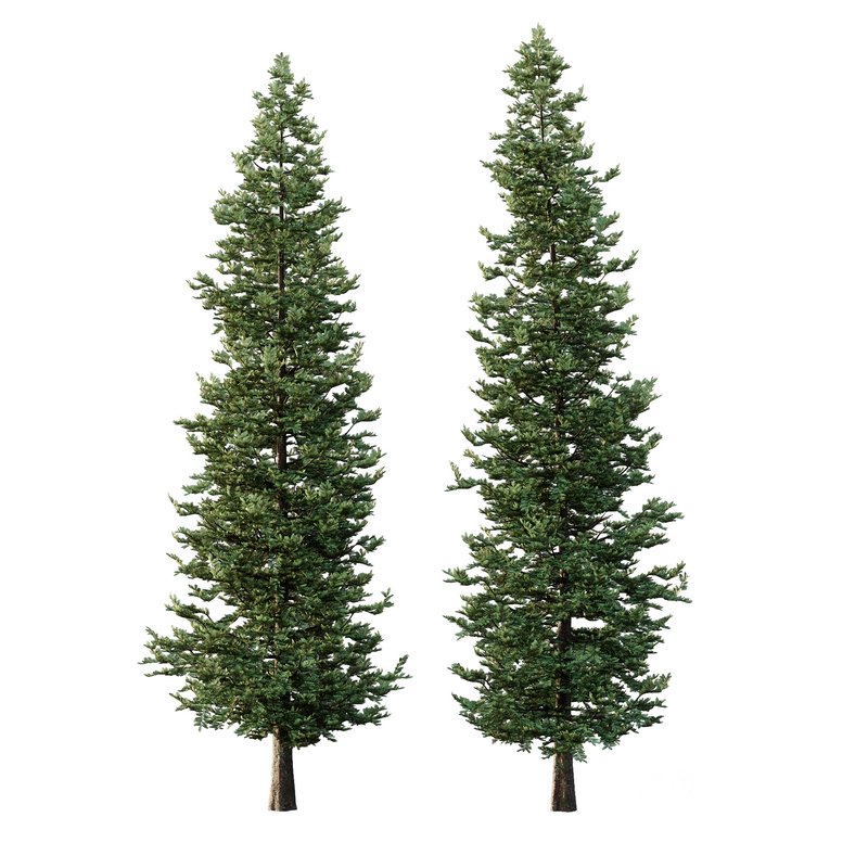 spruce tree13 3d model 3dbrute