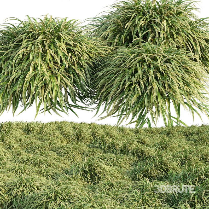 Hakonechloa macra - Japanese forest grass 3d model 3dbrute