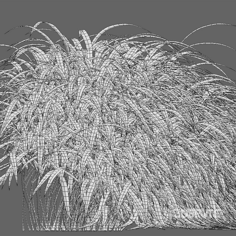 Hakonechloa macra - Japanese forest grass 3d model 3dbrute