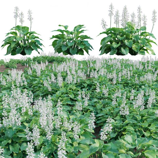 Hosta - Plantain Lily 02 3d model 3dbrute