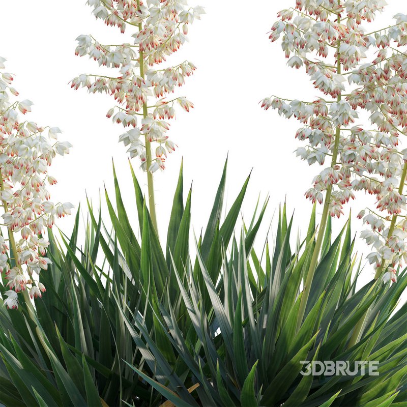 Yucca aloifolia - Spanish bayonet - Aloe yucca 3d model 3dbrute
