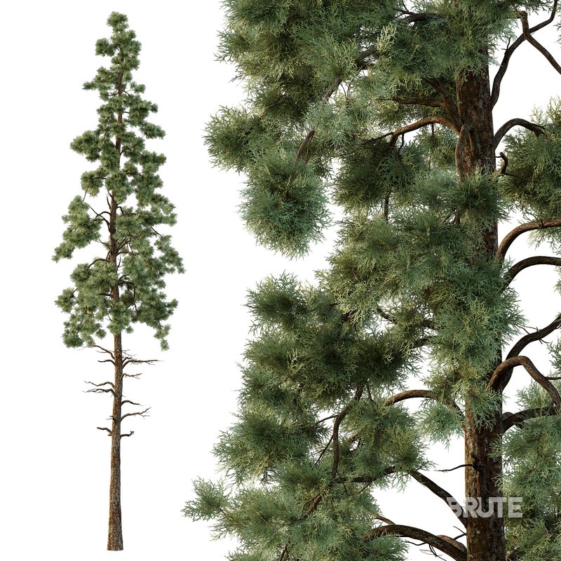 Pinus tree005 3d model 3dbrute
