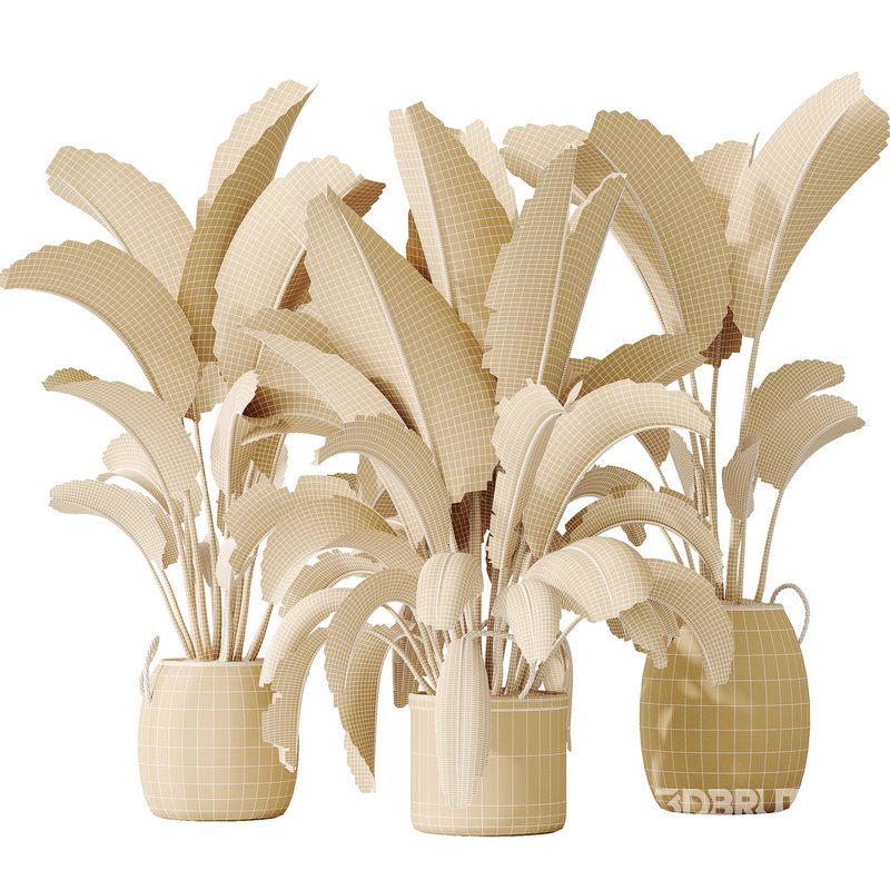 AV Indoor plants set 140 Ravenala Banana Strelitzia Nicolai Bird Of ...