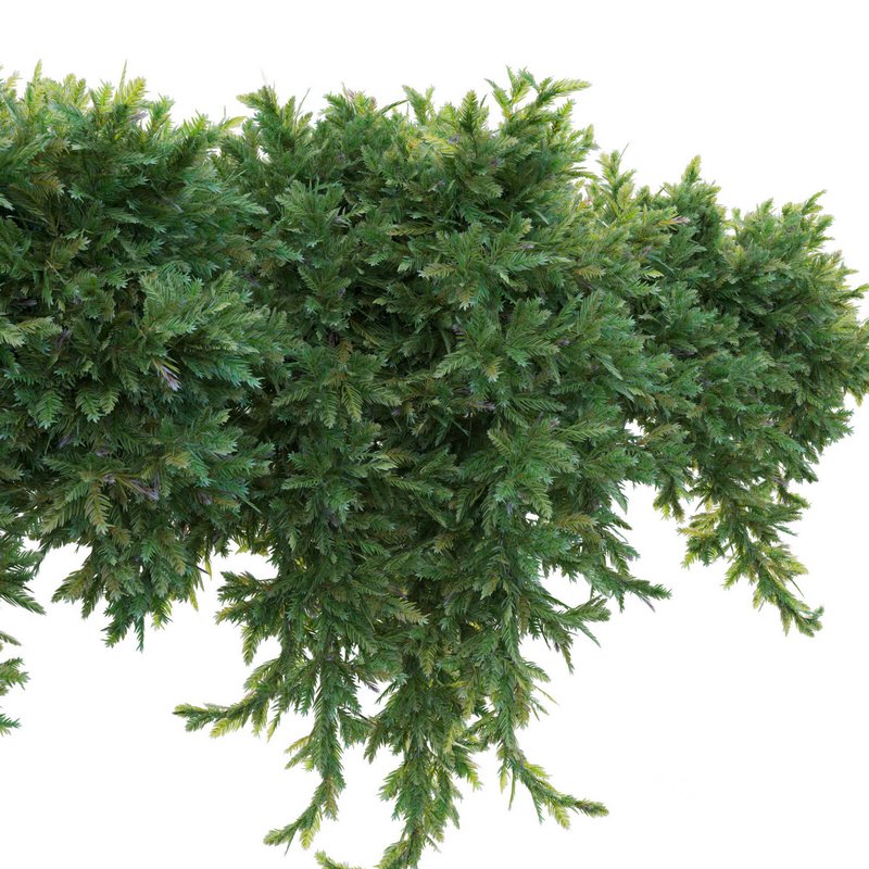 Juniperus procumbens - Garden Juniper 02 - Download -3d Models Free ...