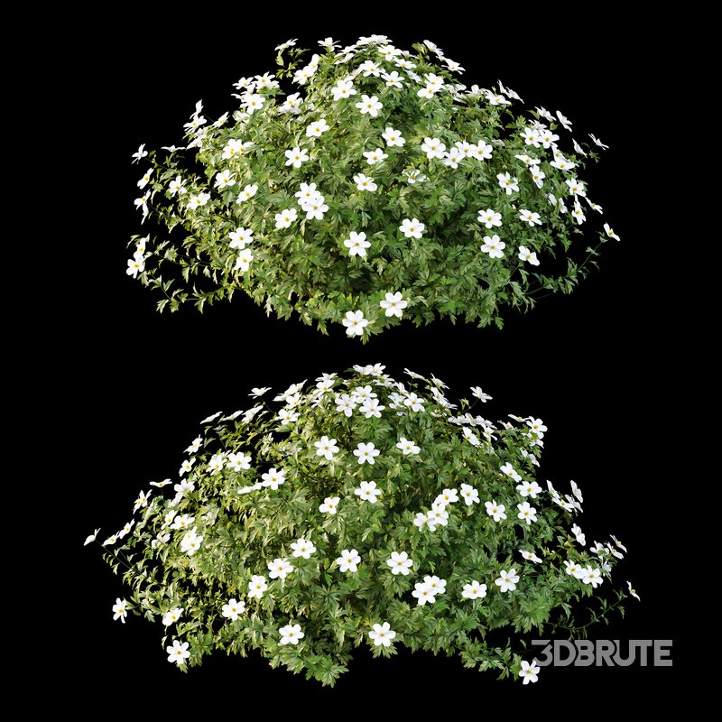 romneya coulter Plant 03 -2 Model - Download -3d Models Free -3dbrute