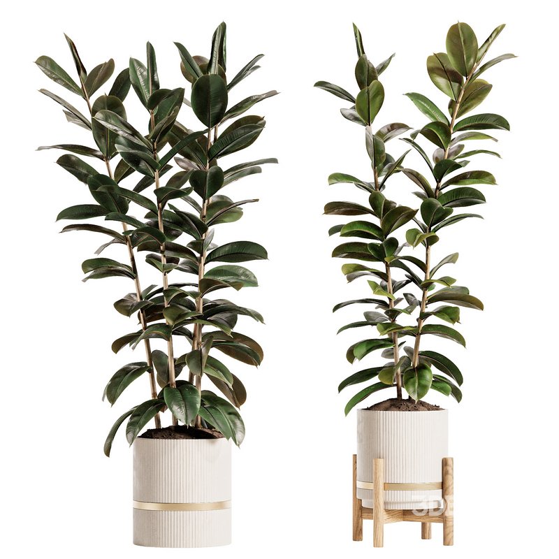 Modern Ficus Indoor Planters Set - Download -3d Models Free -3dbrute