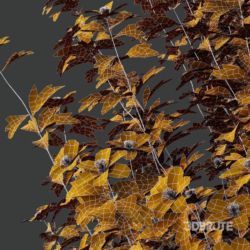 romneya coulter Plant 01 -4 Model - Download -3d Models Free -3dbrute