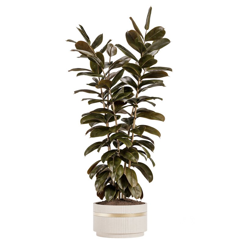 Modern Ficus Indoor Planters Set - Download -3d Models Free -3dbrute