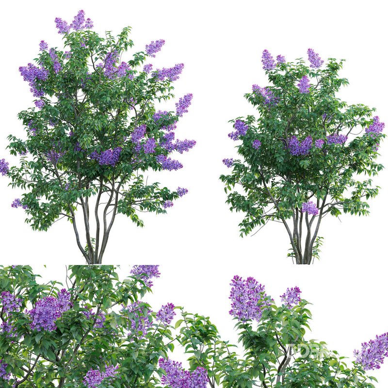 Syringa vulgaris - Common Lilac 04 - Download -3d Models Free -3dbrute