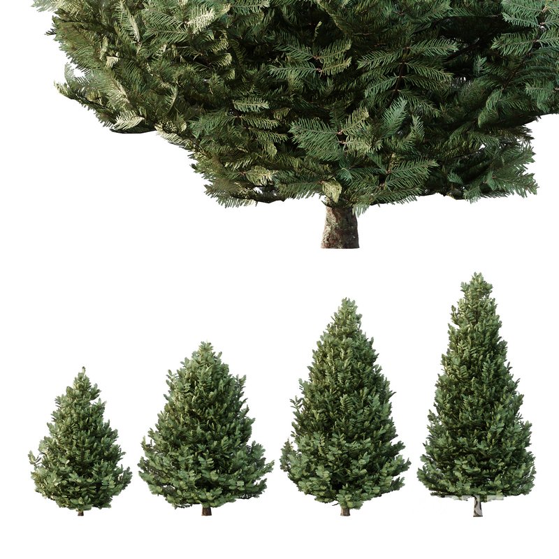 spruce tree005 3d model 3dbrute