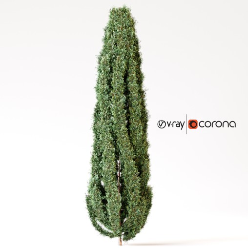 Cypress tree 01 3D model 3dbrute