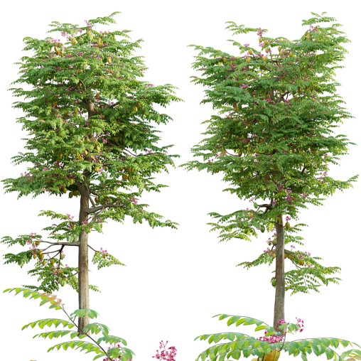 Averrhoa carambola - Starfruit tree 04 3D model 3dbrute