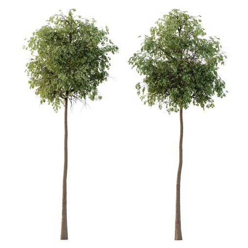 Parashorea Chinensis Tree 03 3D model 3dbrute