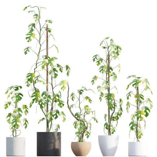 Rhaphidophora tetrasperma variegata - Mini Monstera 3D model 3dbrute