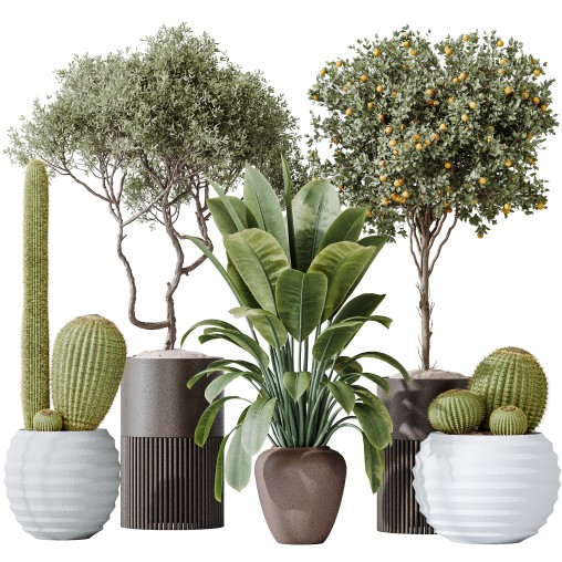 AV Indoor plants set 202 Cactus Grusonii Golden Barrel and Mandarin ...