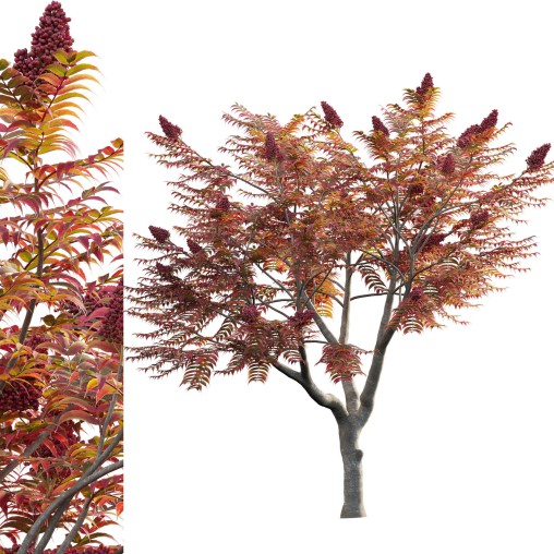 Rhus typhina - Staghorn Sumac 04 3D model 3dbrute