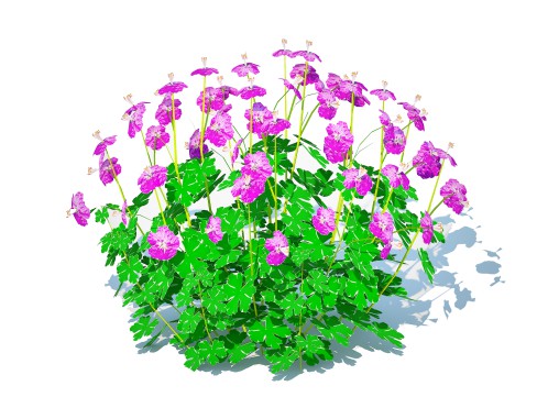 Geranium - Cambridge Dwarf Cranesbill 3D model 3dbrute