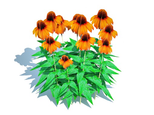 Echinacea Julia - Coneflower 3D model 3dbrute