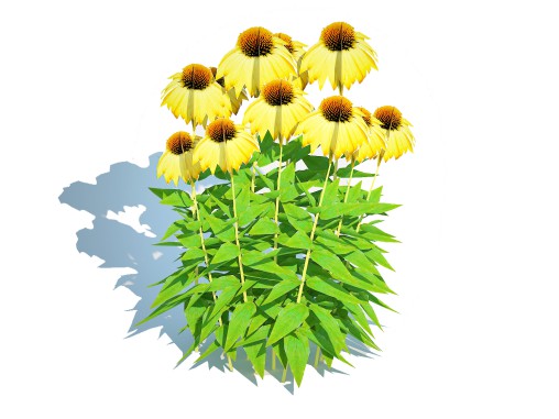 Echinacea Paradoxa - Coneflower 3D model 3dbrute