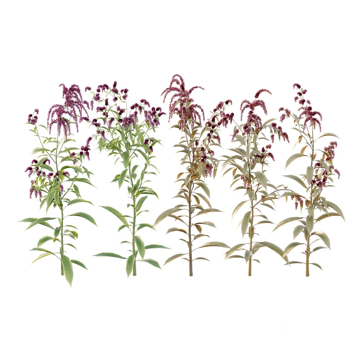 Set of Plant Princes Feather09 -Amaranthus hypochondriacus 3d model 3dbrute
