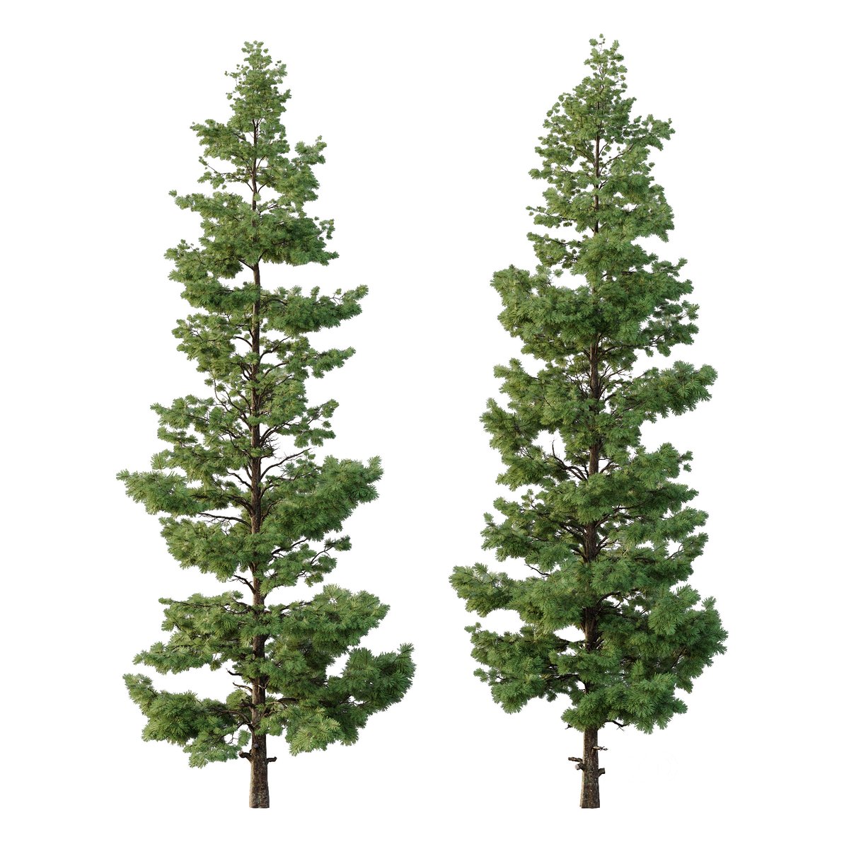 Pinus tree002 3d model 3dbrute