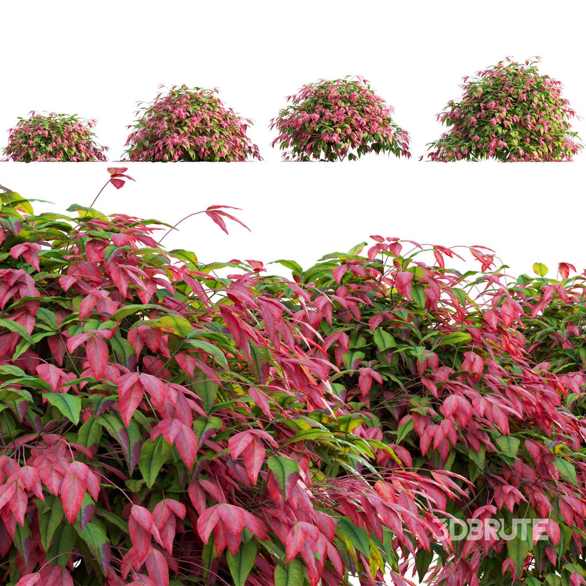 Nandina Domestica Pygmaea - Dwarf Sacred Bamboo 3d model 3dbrute