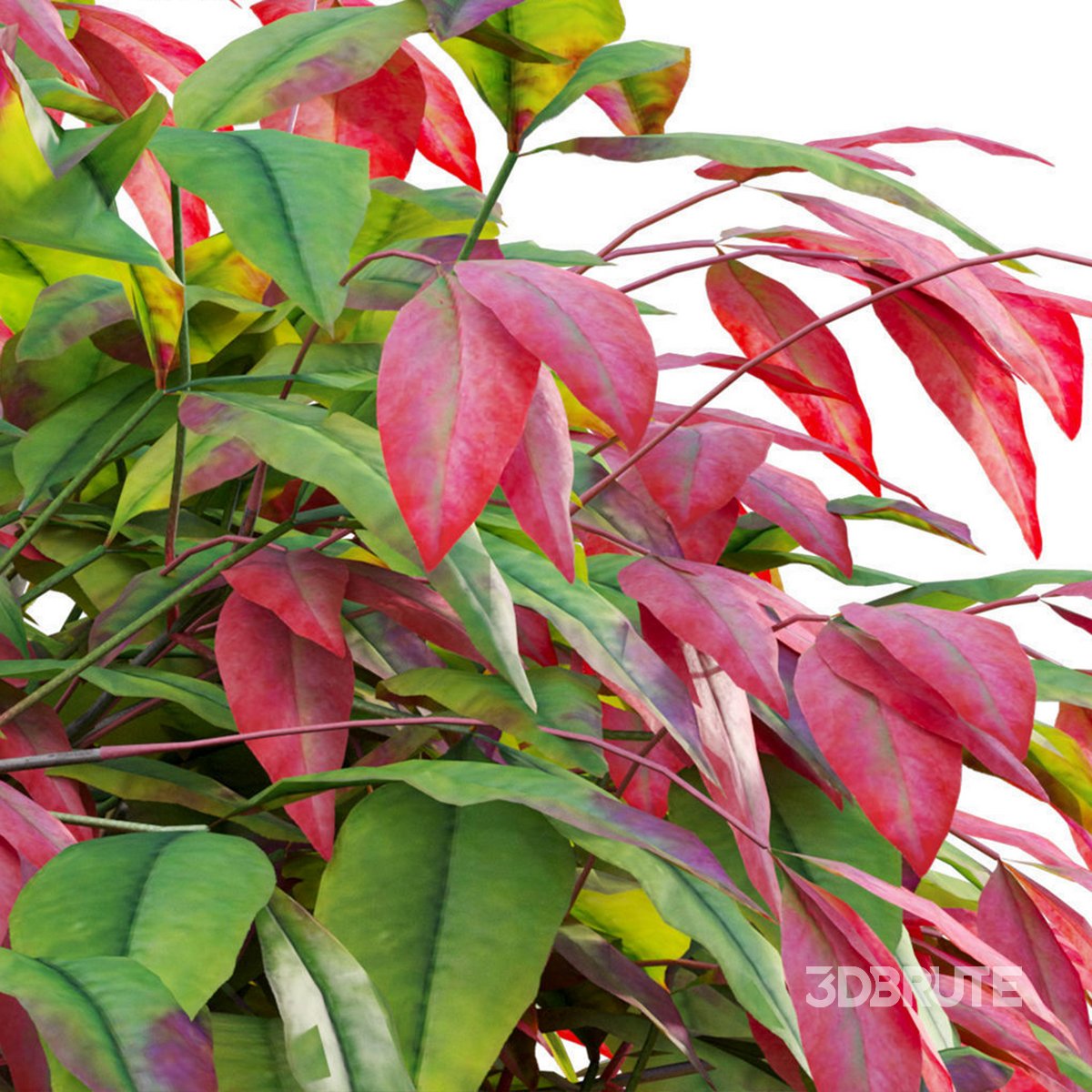 Nandina Domestica Pygmaea - Dwarf Sacred Bamboo 3d model 3dbrute