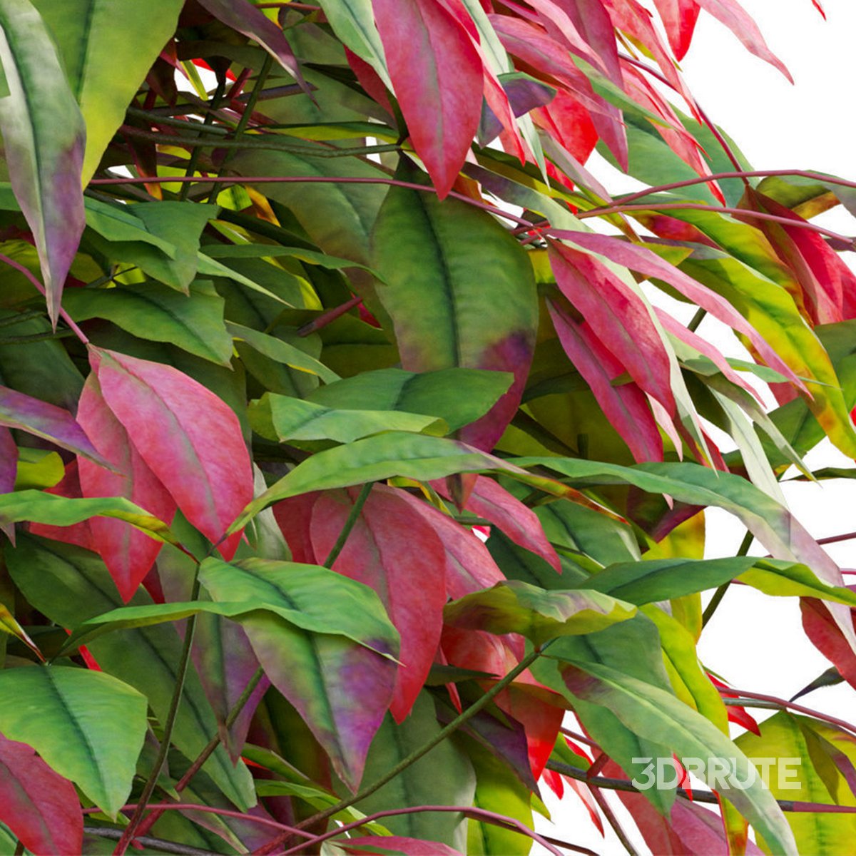 Nandina Domestica Pygmaea - Dwarf Sacred Bamboo 3d model 3dbrute