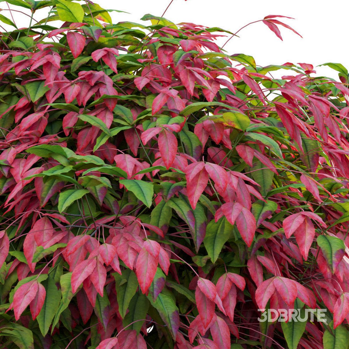 Nandina Domestica Pygmaea - Dwarf Sacred Bamboo 3d model 3dbrute