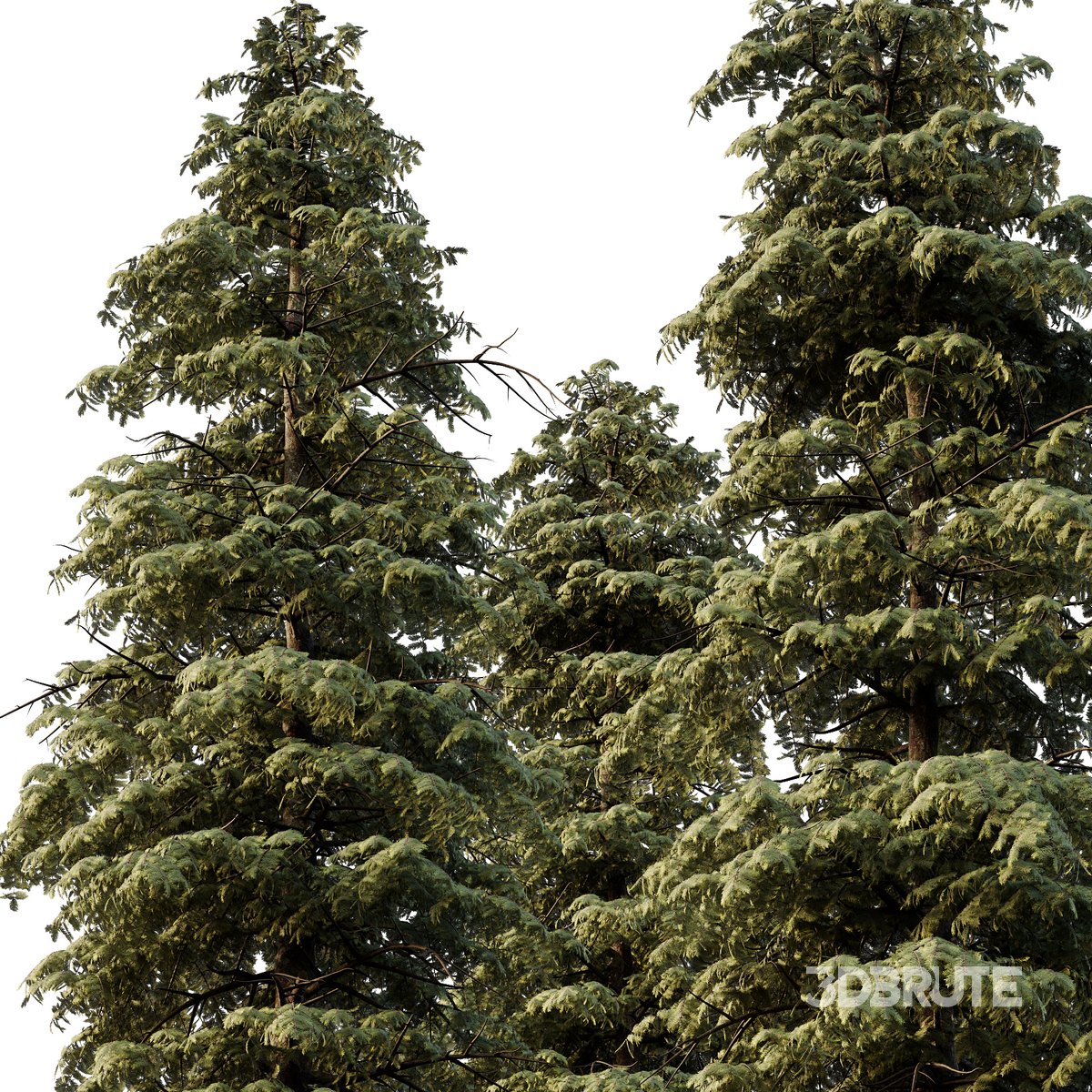 spruce tree12 - 3dbrute: 3D Models for a New Earth | Everything Worth Keeping