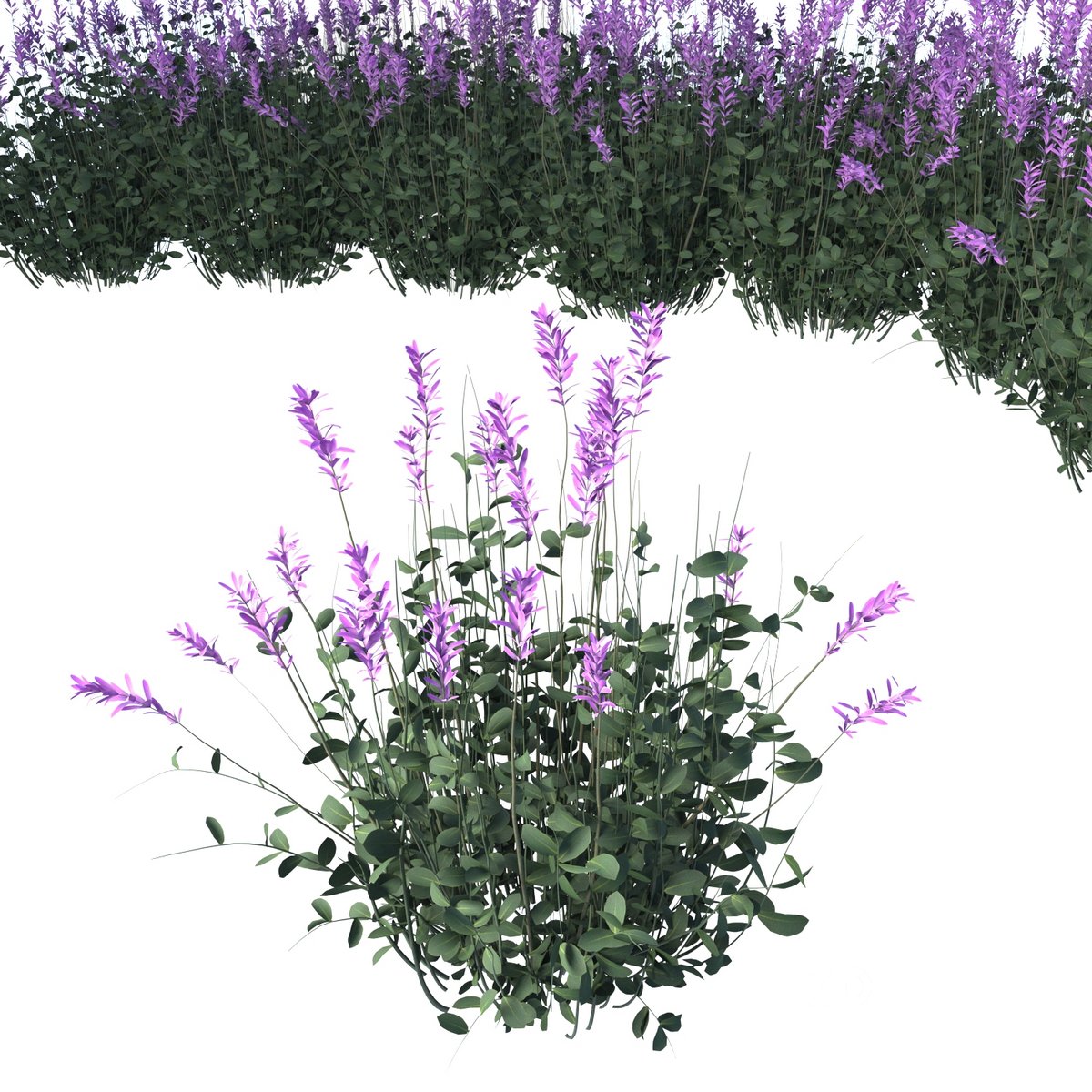 Lavender outdoor flower 3d model 3dbrute