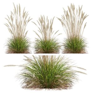 Plants Calamagrostis Acutiflora Karl Foerster - 3dbrute : 3dmodel ...